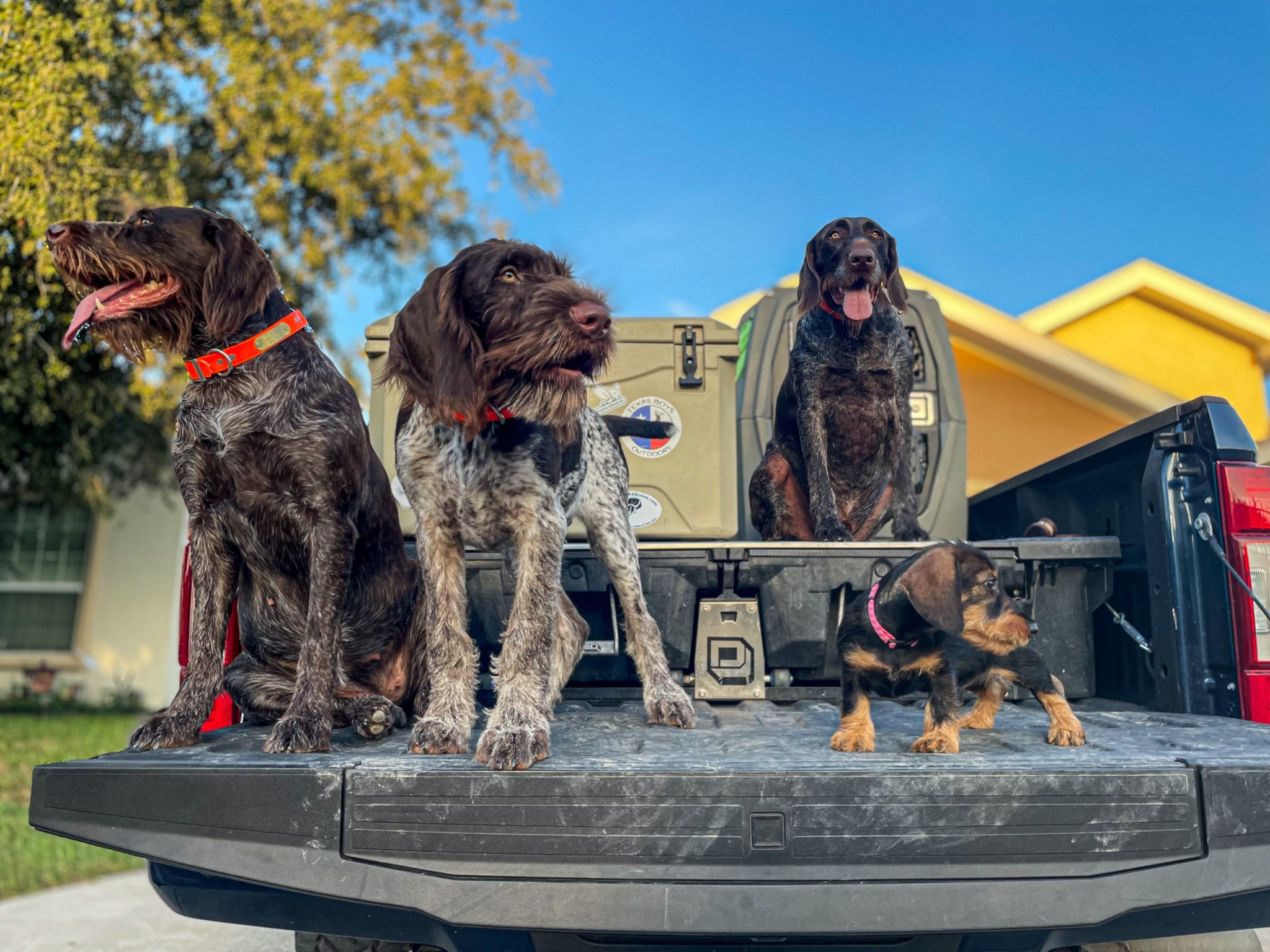 World (Dog) Beard Day