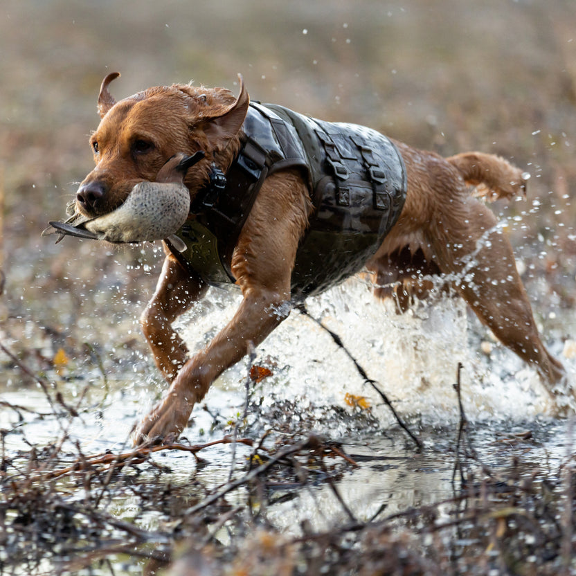 Looking for GUNNER G1™ Kennel setup inspiration?
